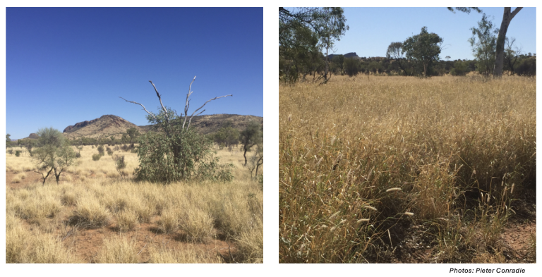 Australian Rangeland Society - » What is the “Have Your Say” Buffel ...
